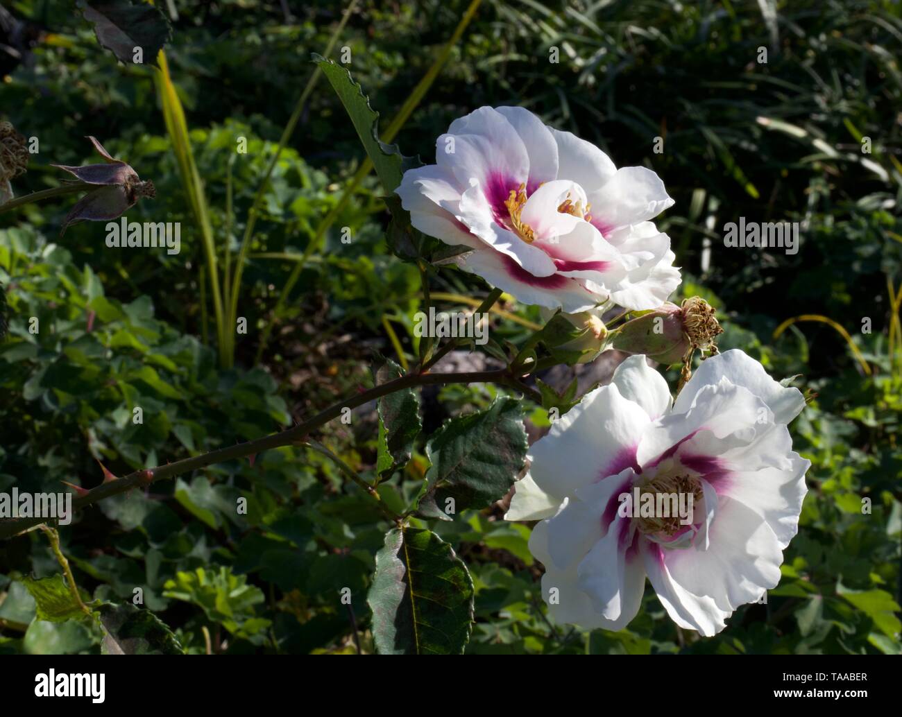 Gorgeous ruffled double blooms of blushing pink with a surprise ...