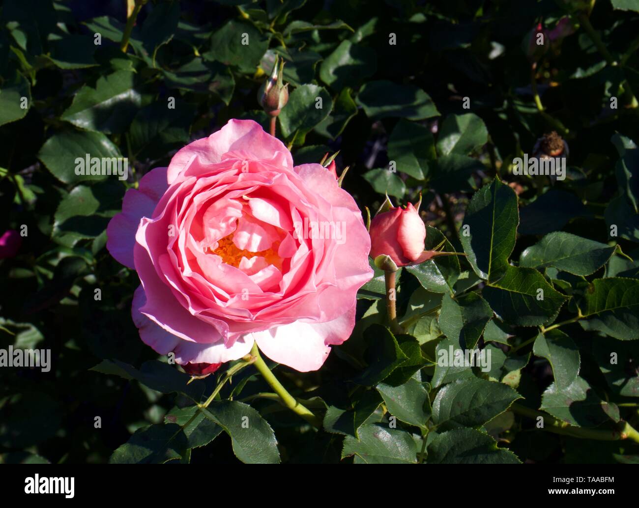 Flemington racecourse hi-res stock photography and images - Alamy