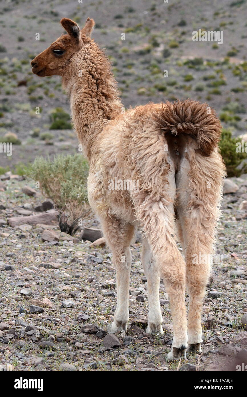 Four llamas hi-res stock photography and images - Alamy