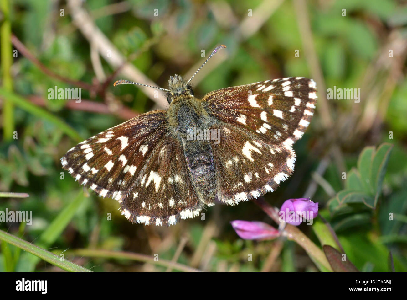 Grizzled Skipper butterfly, Pyrgus Malvae Stock Photo - Alamy