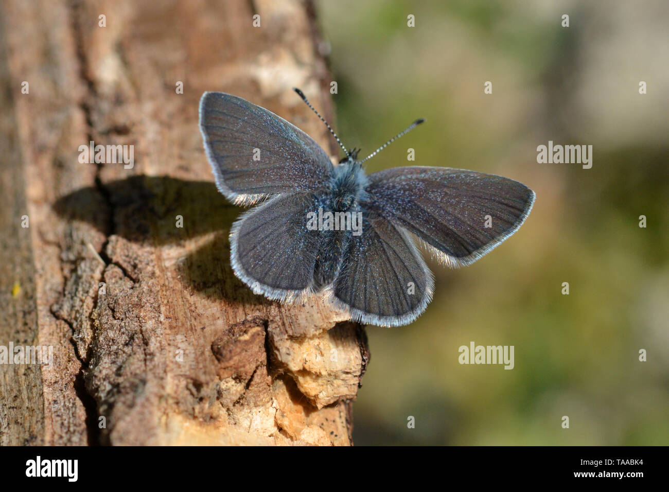 Small blue,cupido minumus, smallest butterfly in the UK Stock Photo - Alamy