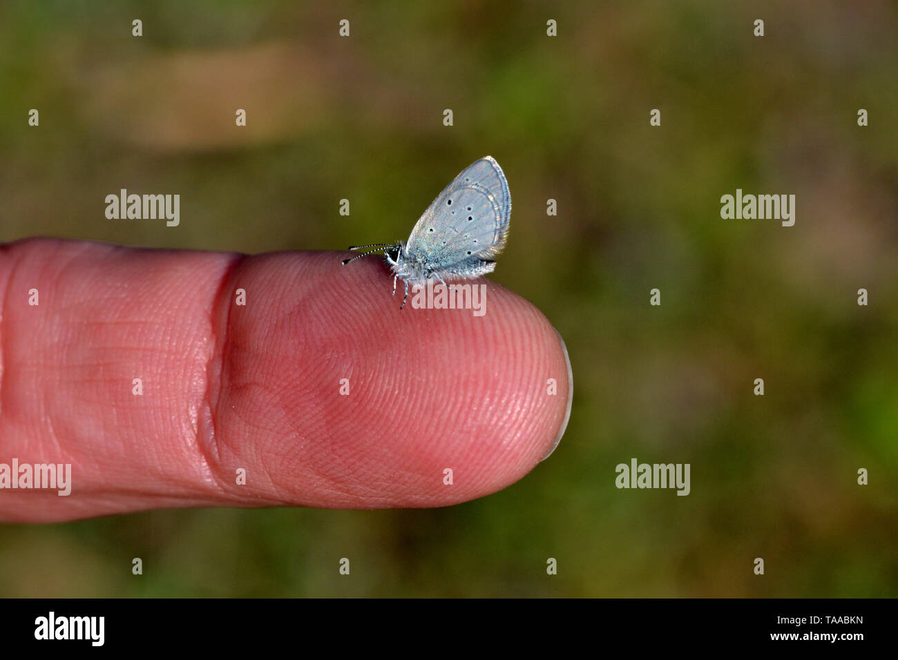 Smallest Butterfly In The World