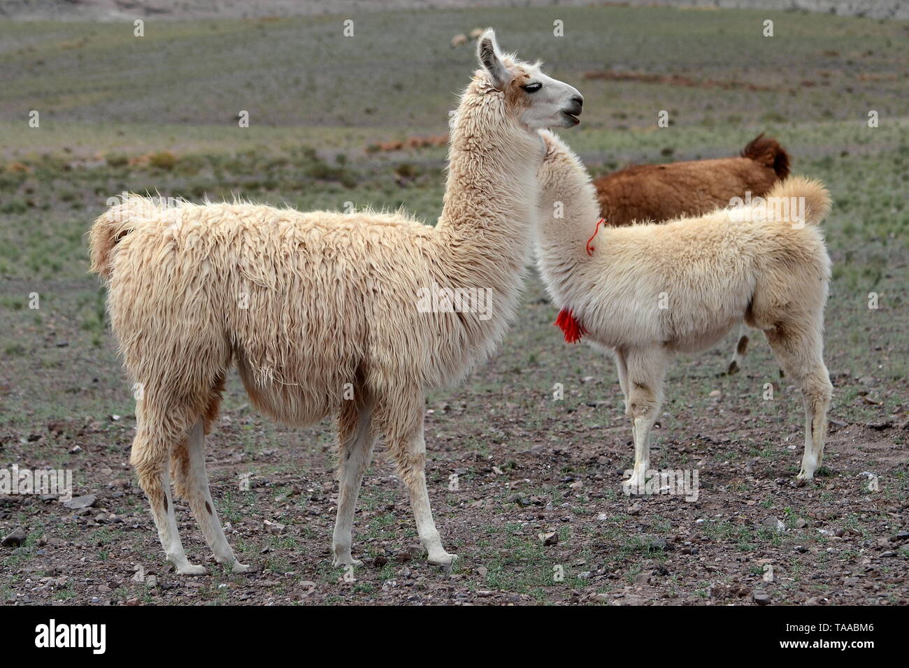 LLAMAS IN CHILE Stock Photo - Alamy