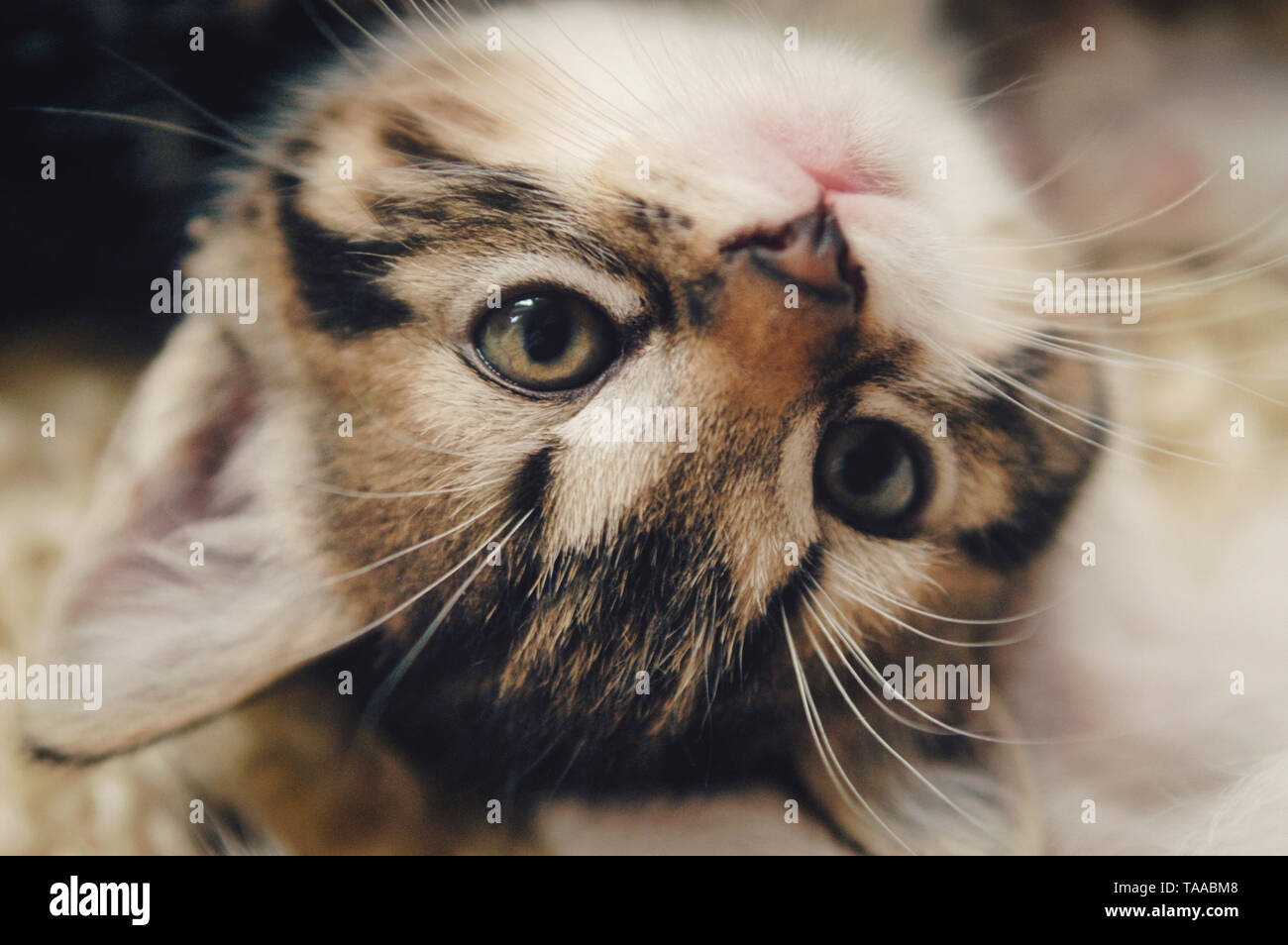 Cat Baby Face Stock Photo - Alamy