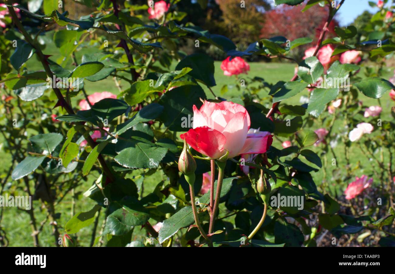 Raspberry ice rose on bush again green leaves background Stock Photo ...