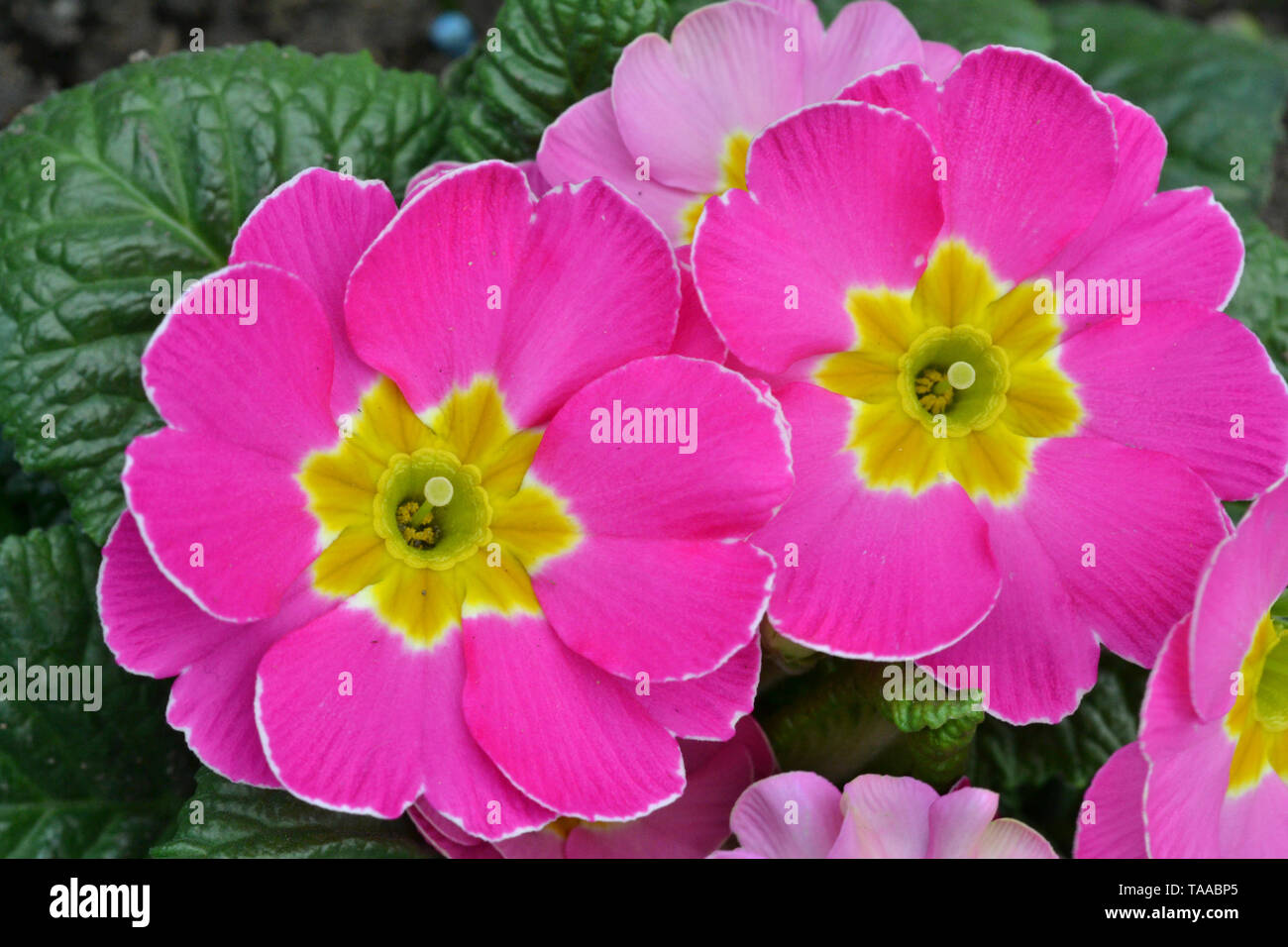 Primulae hi-res stock photography and images - Alamy