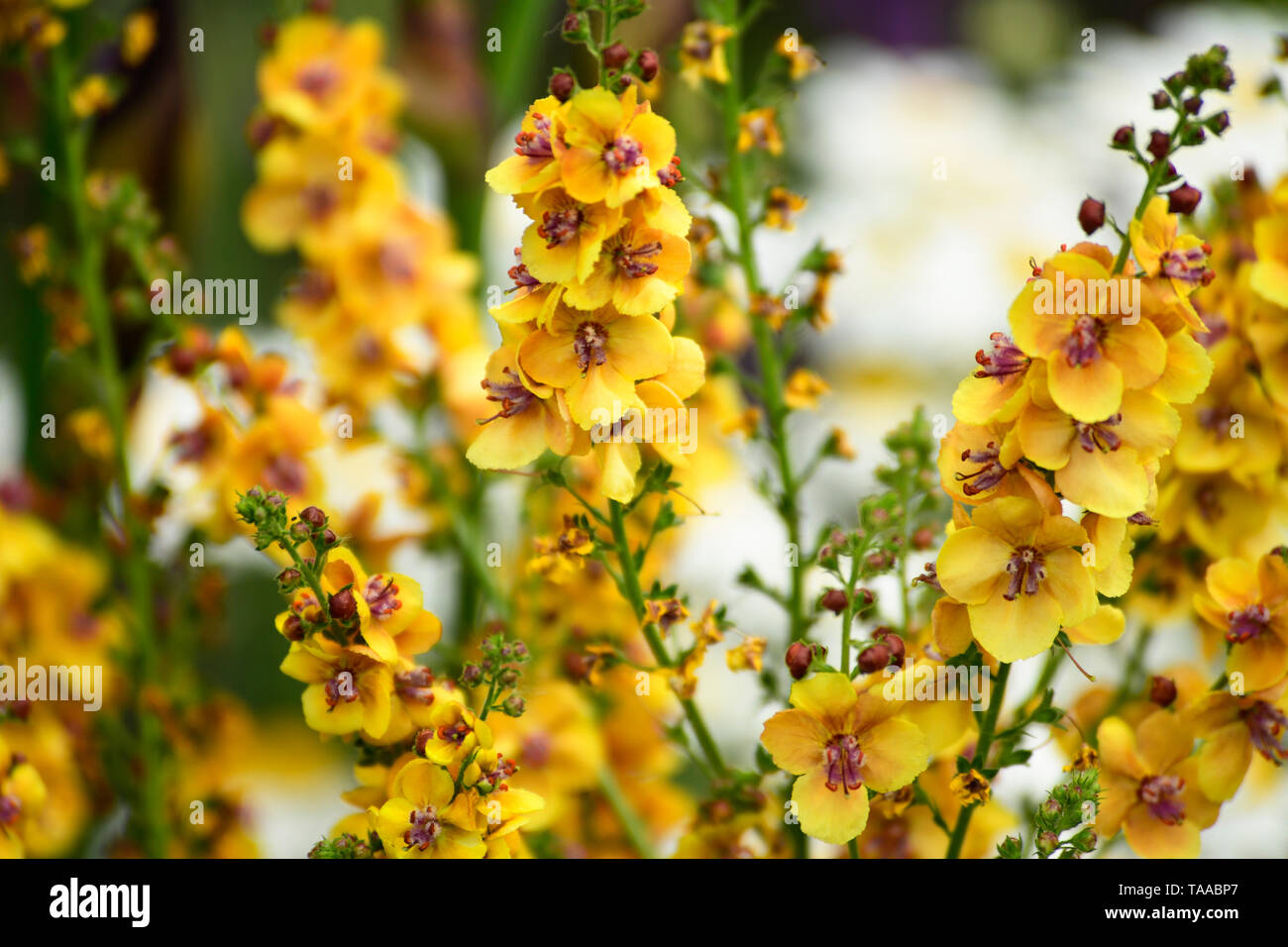 A close-up of Verbascum ‘Clementine’ in the Morgan Stanley Garden ...