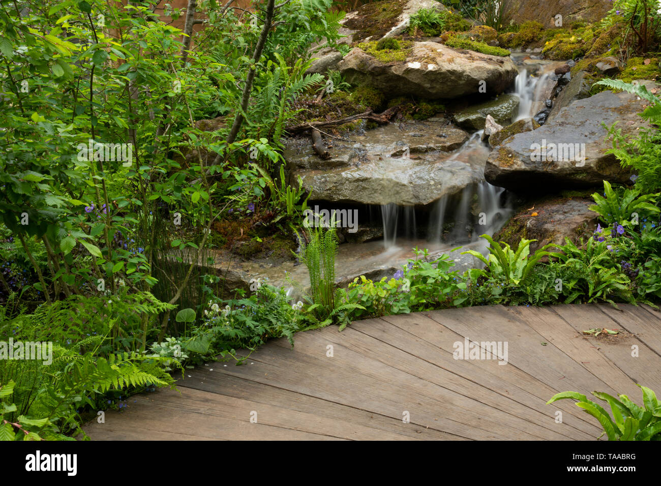 A wooden walkway past a woodland waterfull in the RHS Back to Nature ...