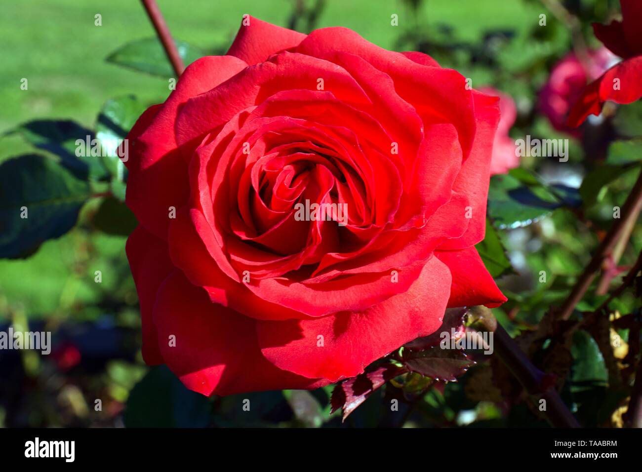 Rosa 'Mister Lincoln', Red rose flower Stock Photo - Alamy