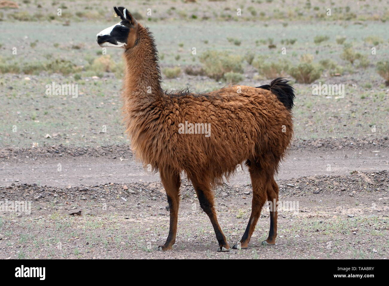 Andes Llama Pack High Resolution Stock Photography and Images - Alamy