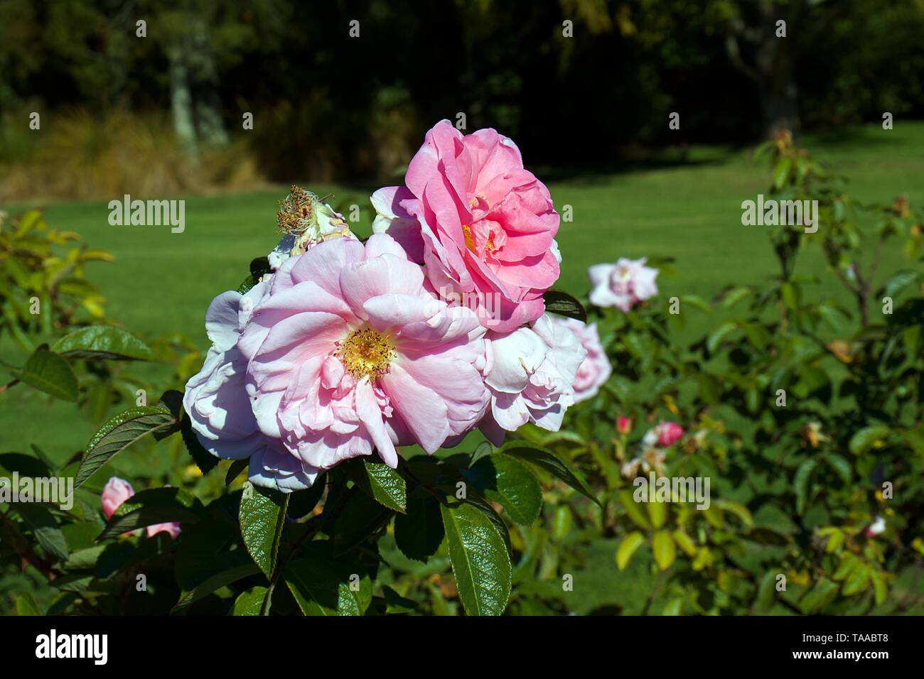Kate bush hi-res stock photography and images - Alamy