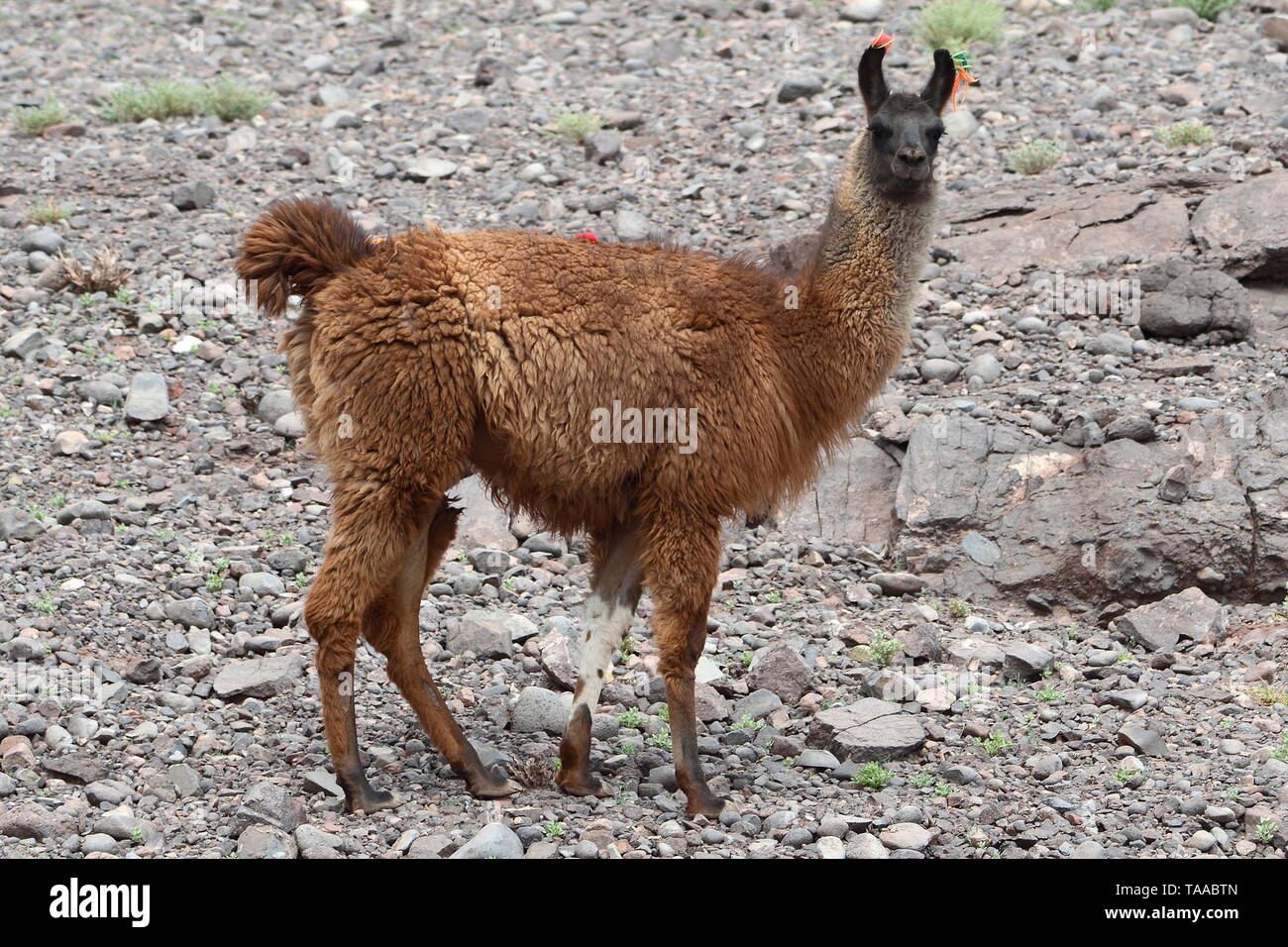 Llama dam hi-res stock photography and images - Alamy