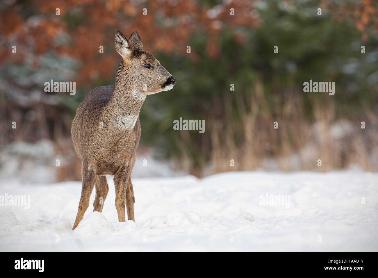Roe deer, capreolus capreolus, in deep snow in winter Stock Photo - Alamy