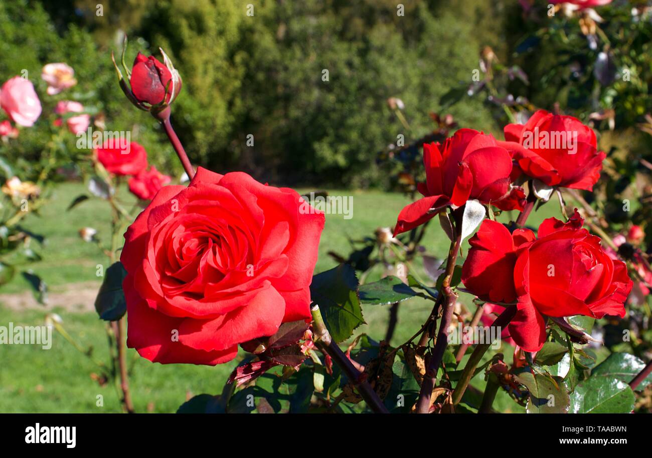 Patio Prince Red roses Patio Prince Red roses, Dark velvety red blooms ...