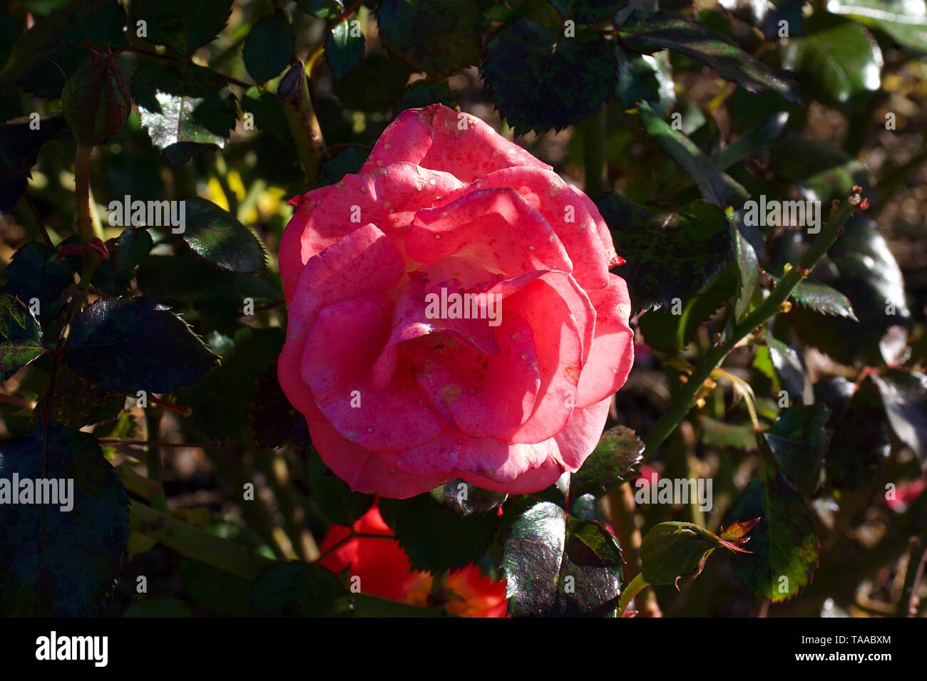 Flemington racecourse hi-res stock photography and images - Alamy