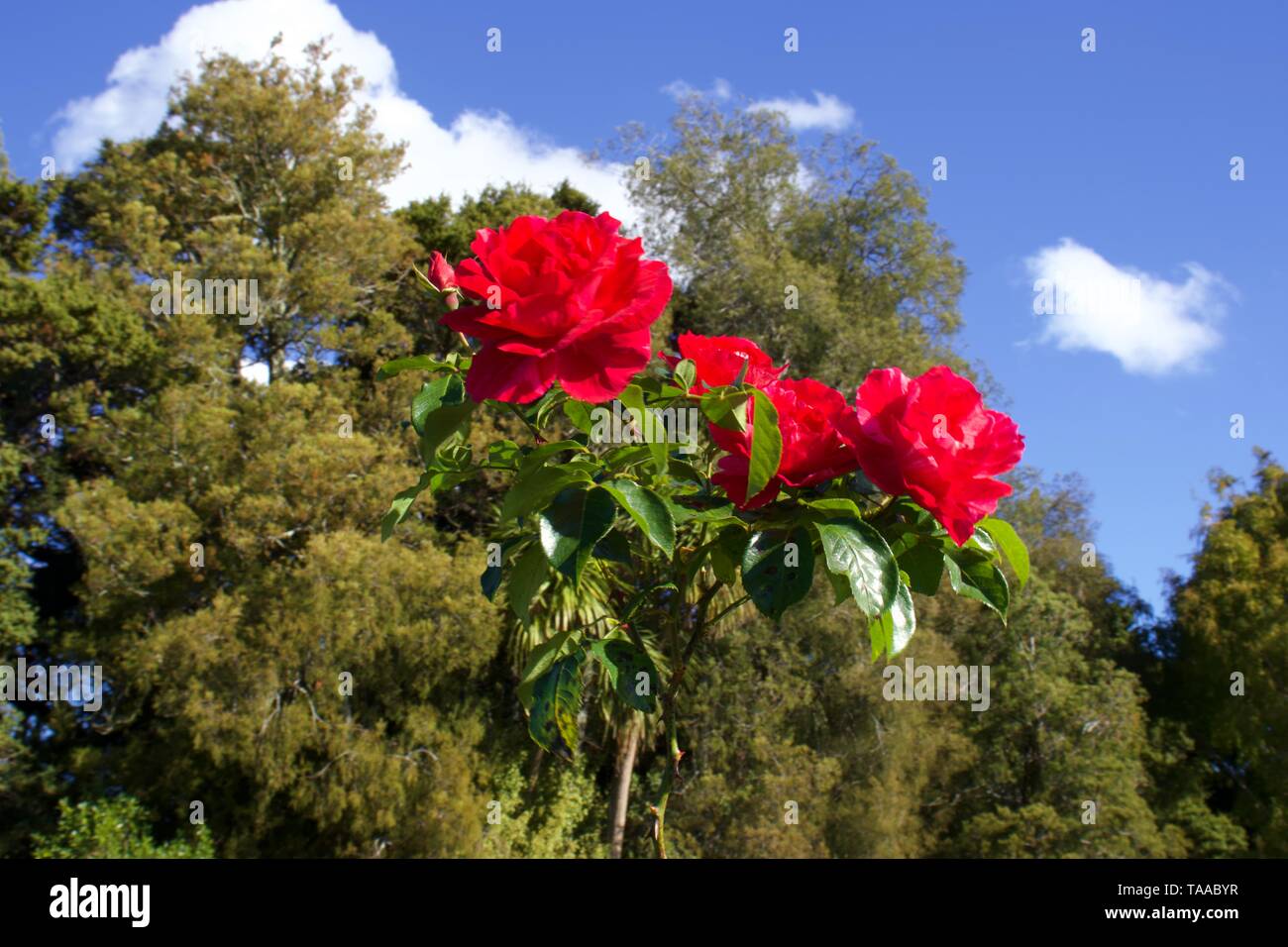 Floribunda roses hi-res stock photography and images - Alamy