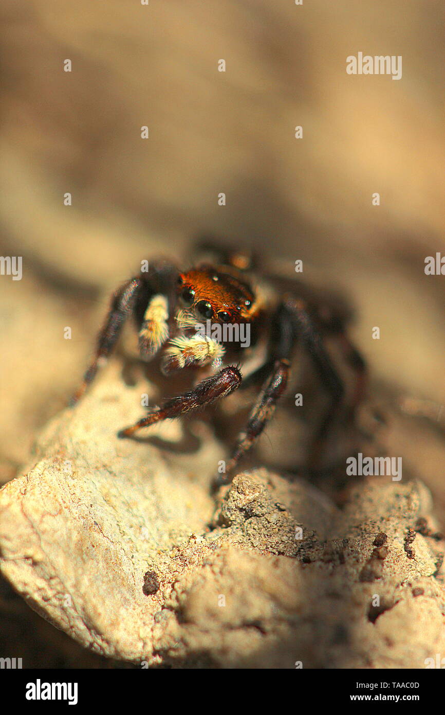 White banded jumping house spider Stock Photo - Alamy