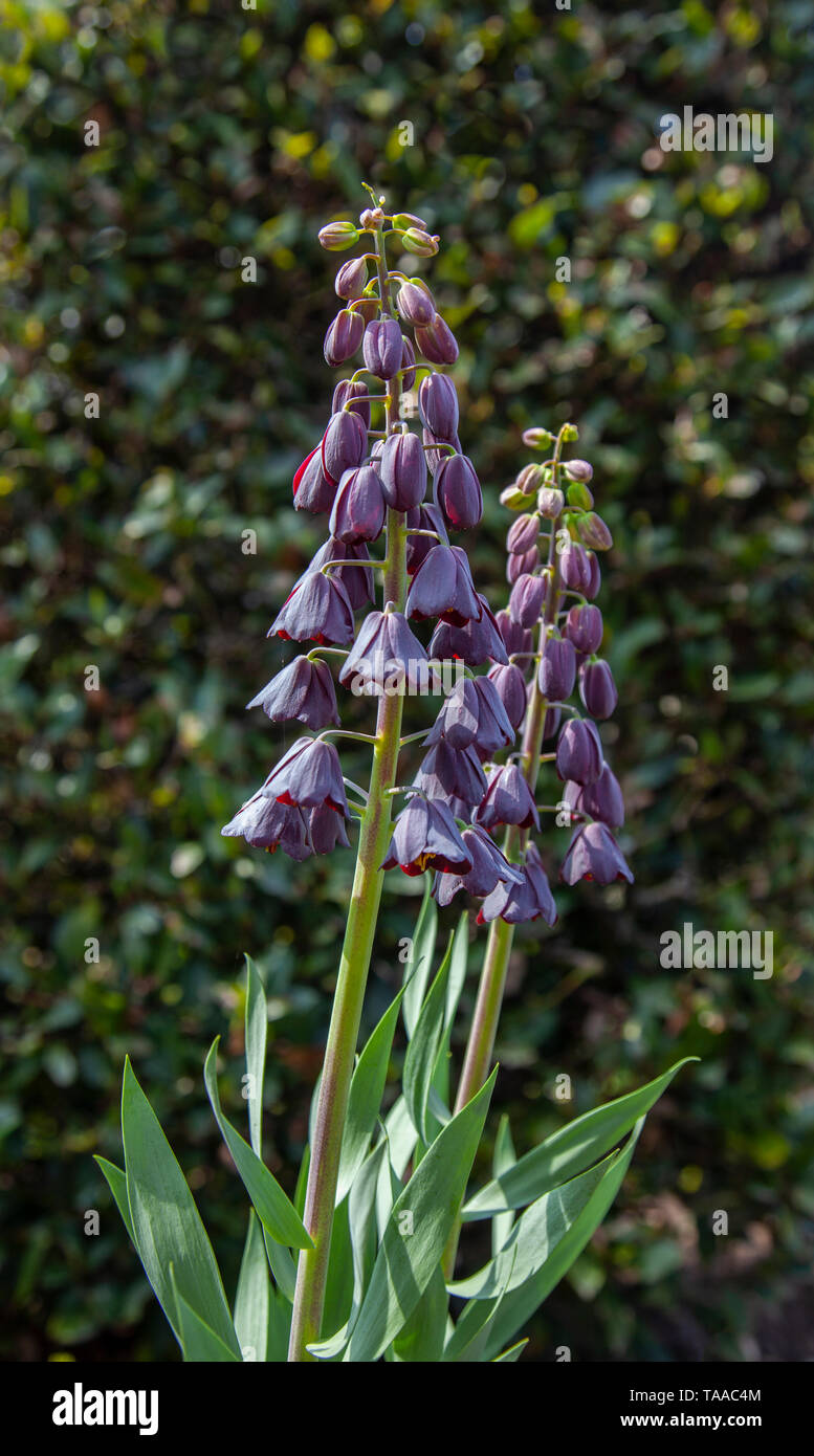 Persian lily hi-res stock photography and images - Alamy