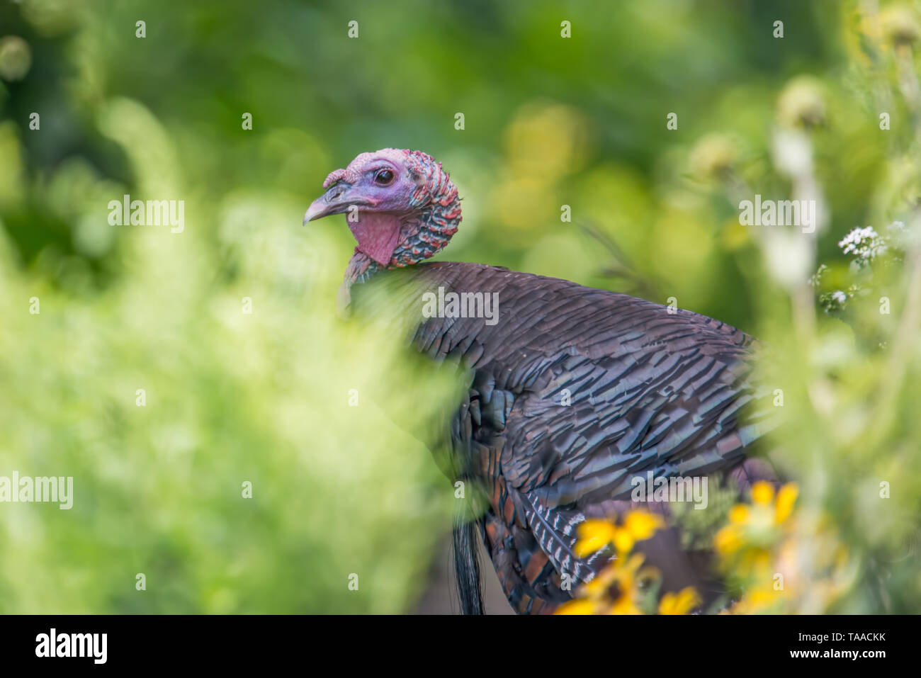 Turkey hiding through the trees and bushes - taken near the visitor ...