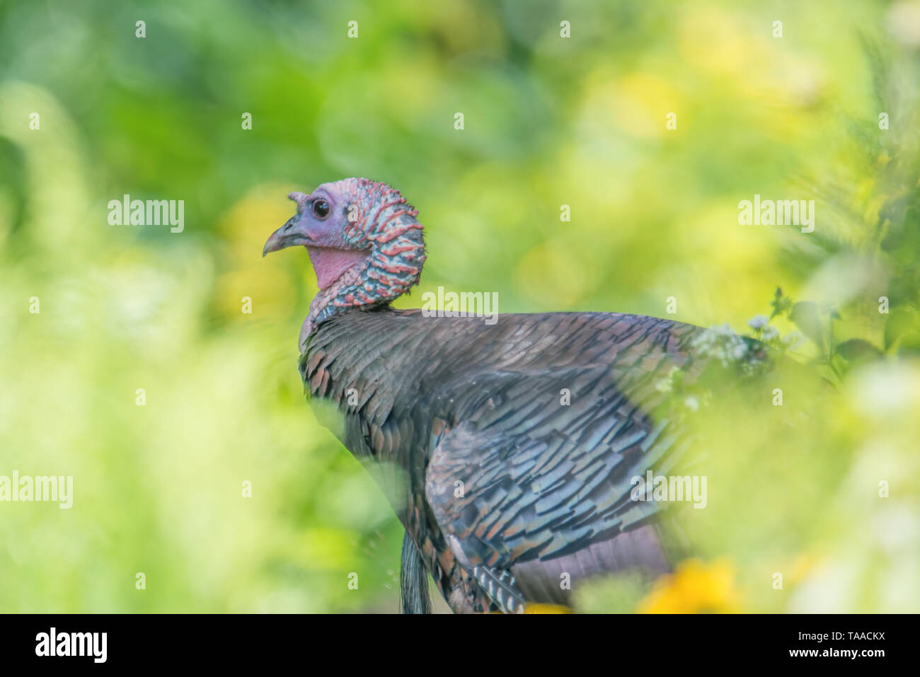 Dinosaur bushes hi-res stock photography and images - Alamy