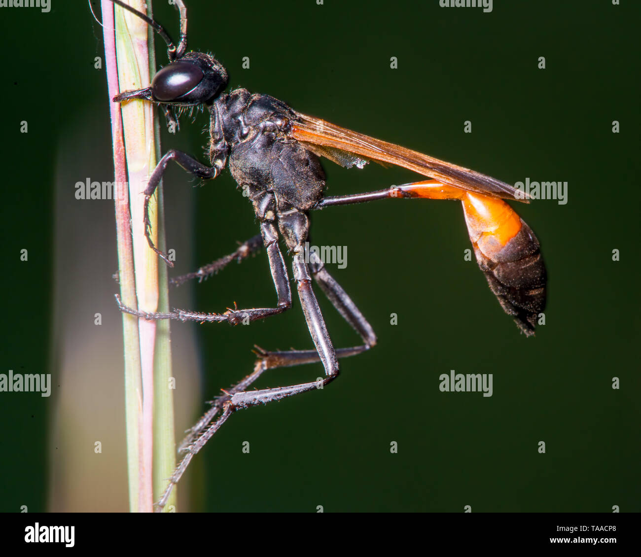 Thread wasted wasp hi-res stock photography and images - Alamy