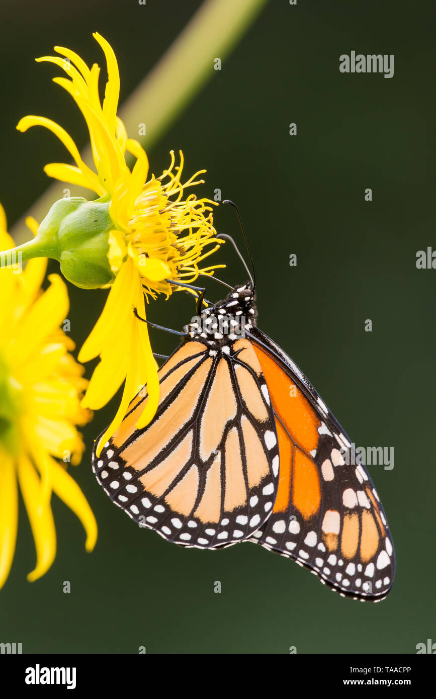 Monarch butterfly on yellow wildflower in Theodore Wirth Park in ...