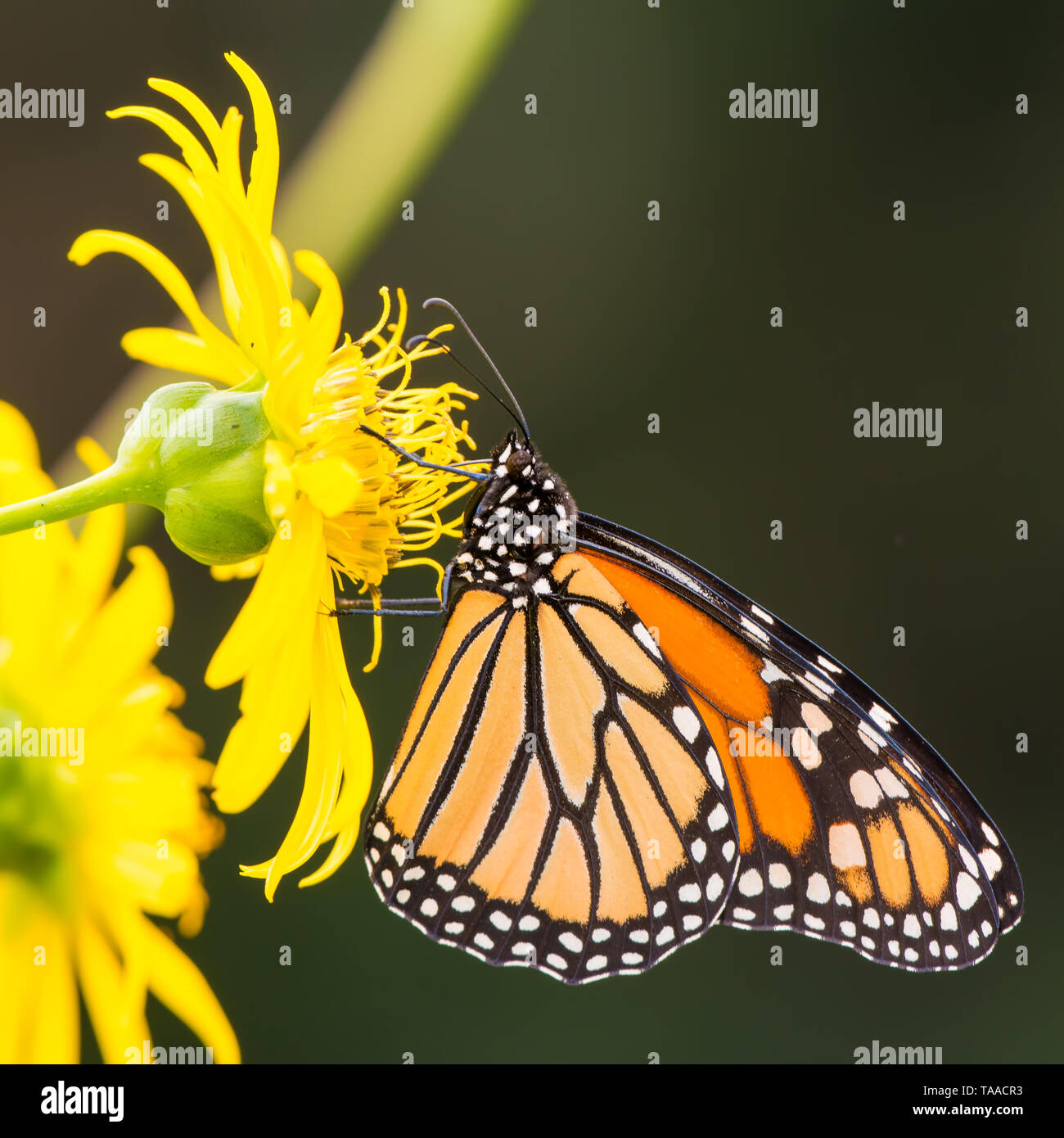 Monarch butterfly on yellow wildflower in Theodore Wirth Park in ...