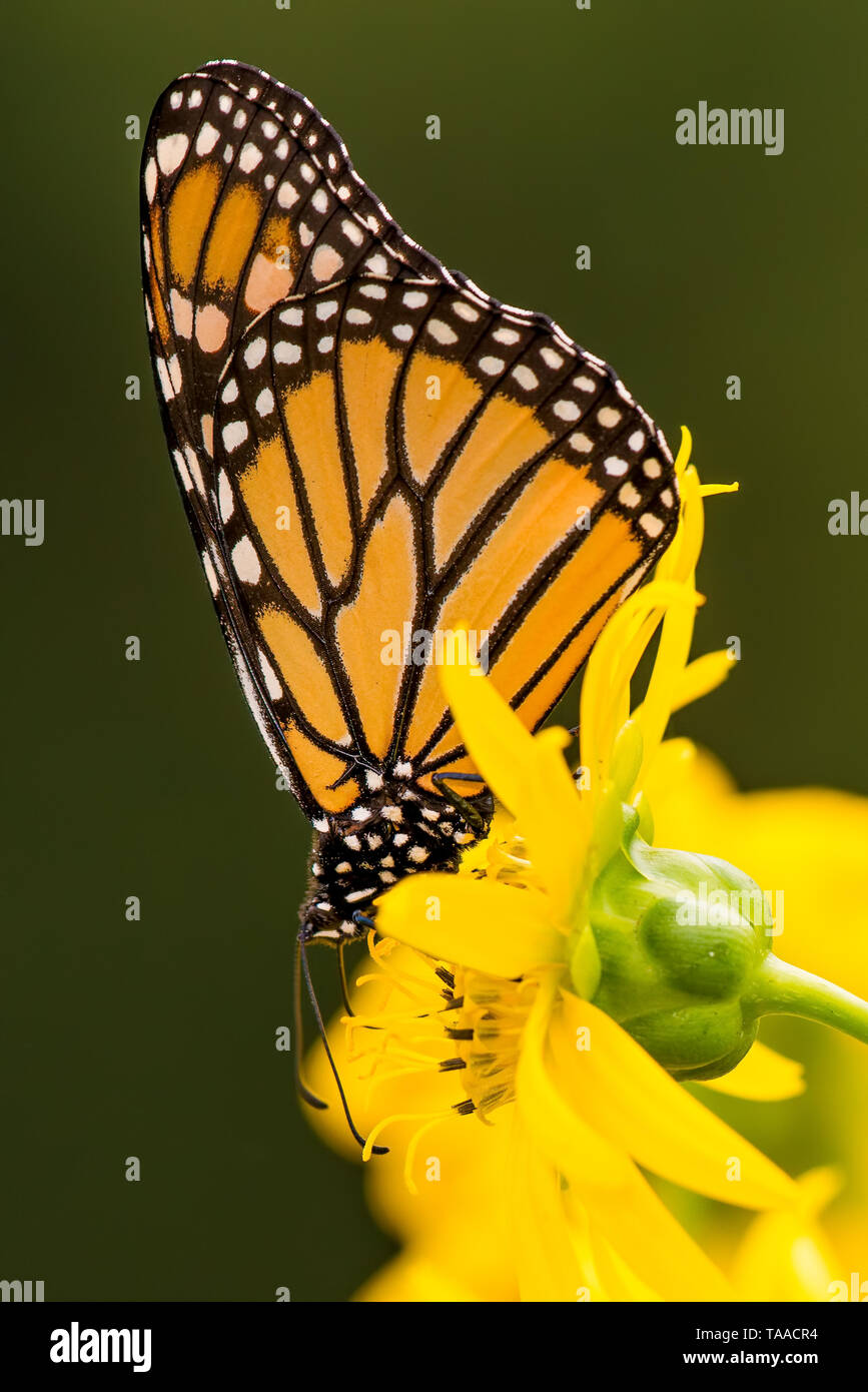 Monarch butterfly on yellow wildflower in Theodore Wirth Park in ...
