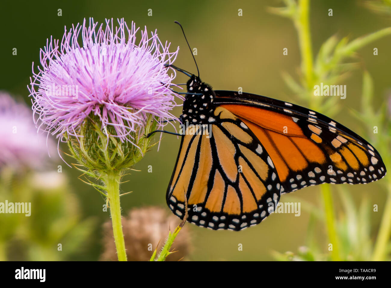 Monarch butterfly on purple wildflower in Theodore Wirth Park in ...