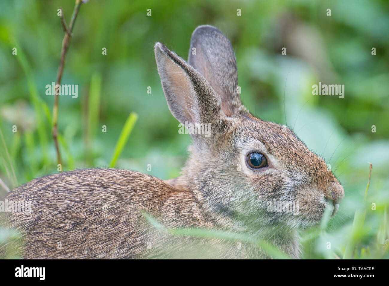Eastern cottontail rabbit closeup - near the Minnesota River in the ...