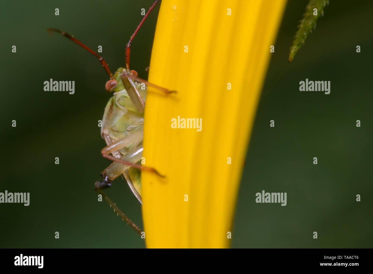 Extreme closeup portrait of what appears to be a species of stink bug ...