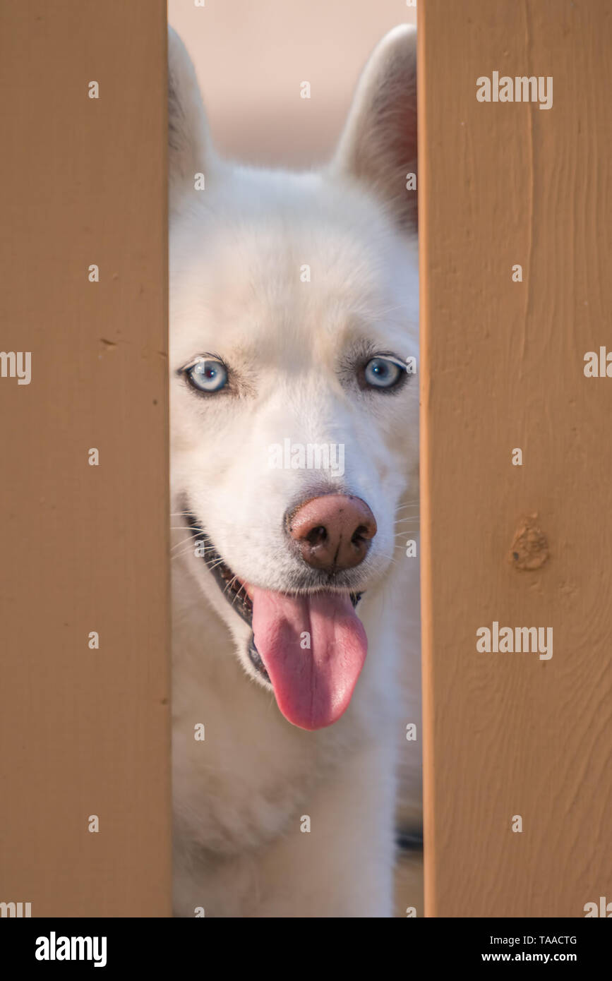 Cute smiling husky dog portrait looking through a fence with beautiful ...