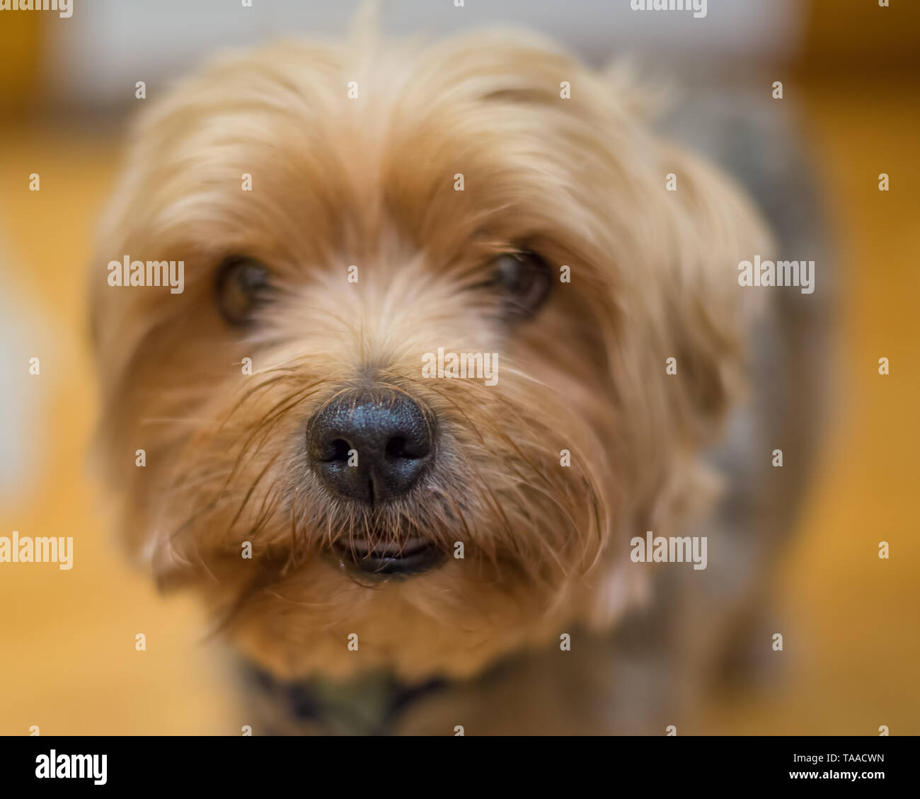 Yorkshire terrier portrait - Pure breed - large individual Stock Photo ...