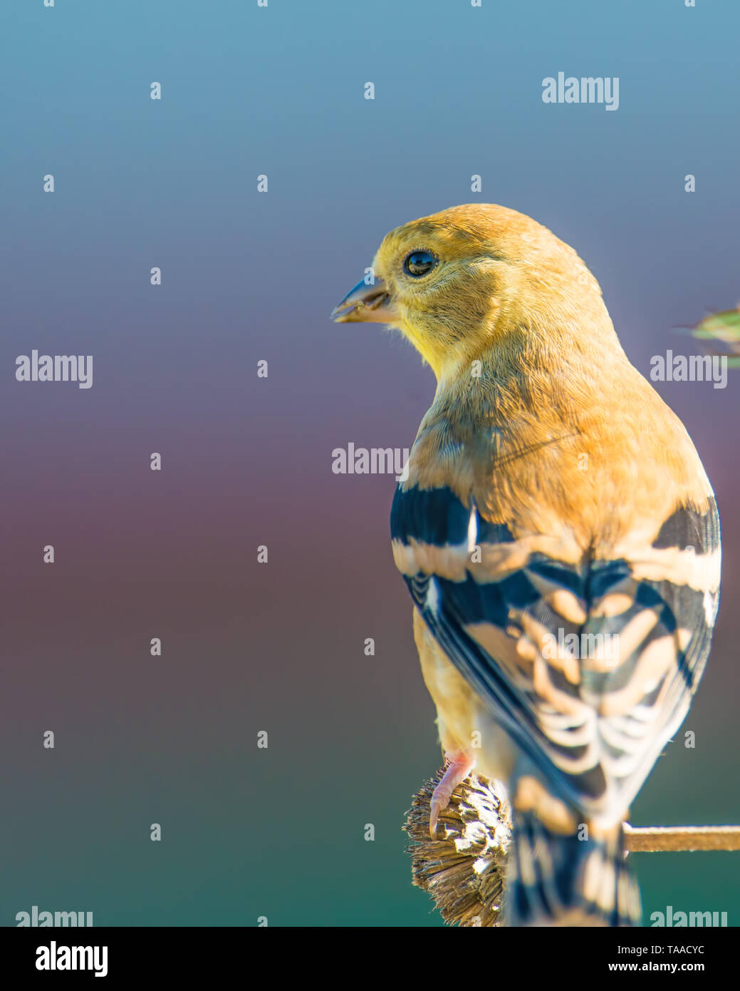 Baby goldfinch hi-res stock photography and images - Alamy