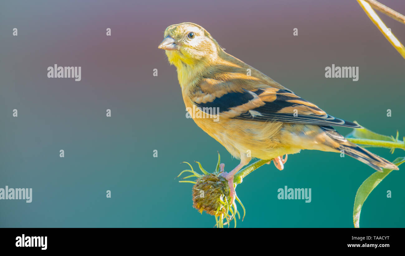 Baby goldfinch hi-res stock photography and images - Alamy