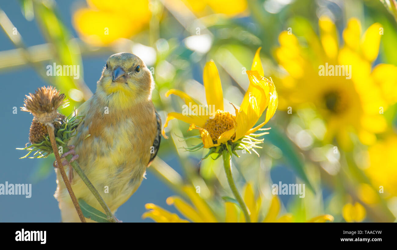 Goldfinch baby hi-res stock photography and images - Alamy