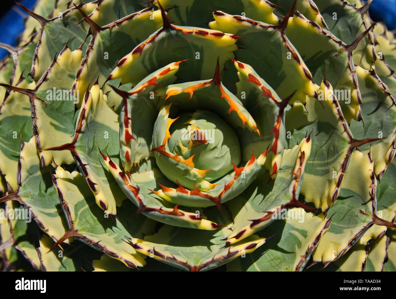 Closeup of a Lucky Crown Century Plant Stock Photo - Alamy