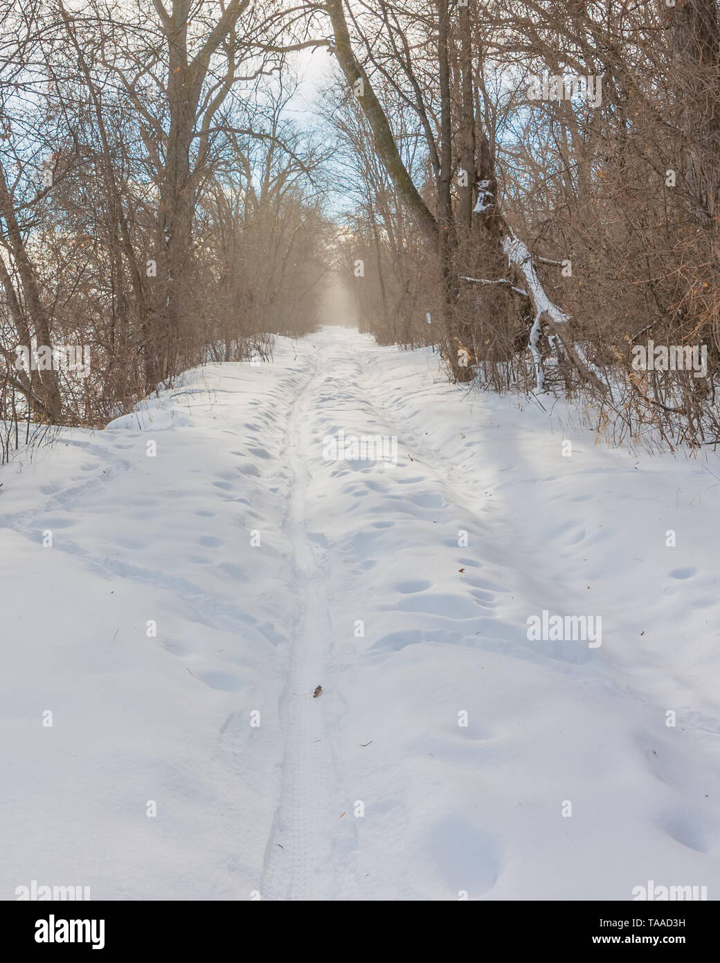 Snowy wintery nature forest foot path through forest - cross country ...
