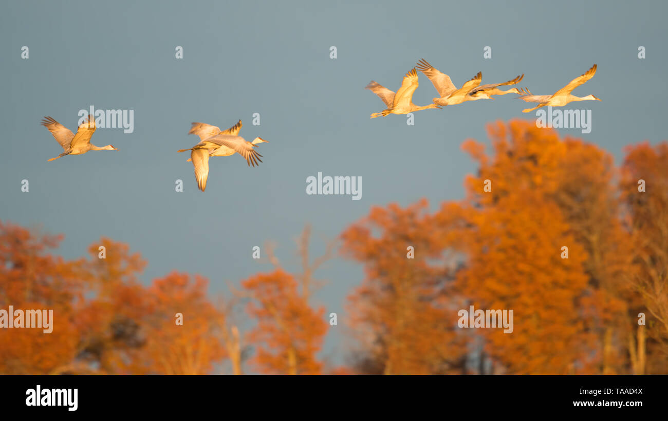 Group of sandhill cranes in flight at the 'golden hour' dusk / sunset ...