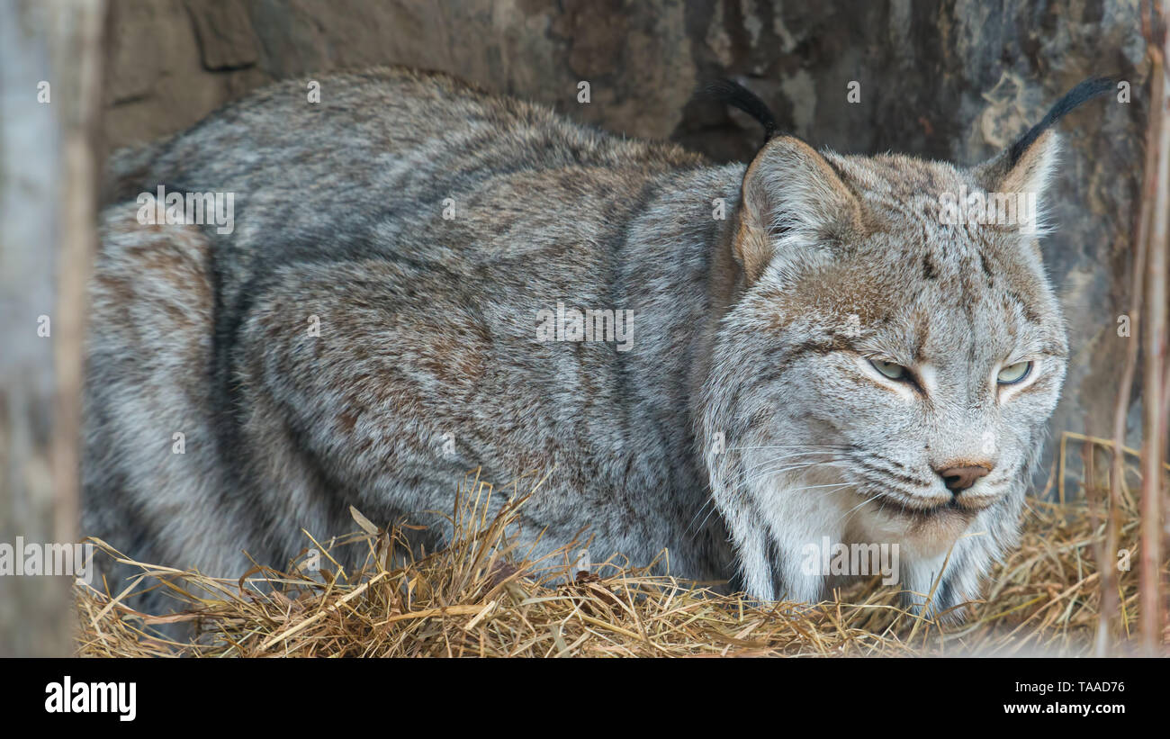 Canada Lynx Zoo High Resolution Stock Photography and Images - Alamy