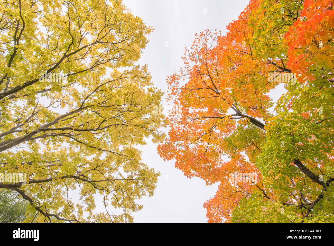 Deciduous trees in Autumn with striking fall colorful leaves of orange ...