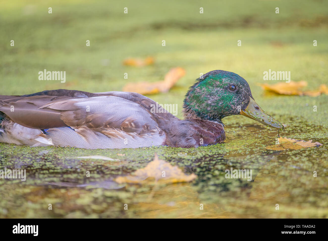 Portrait of a juvenile male mallard duck molting feathers in the ...