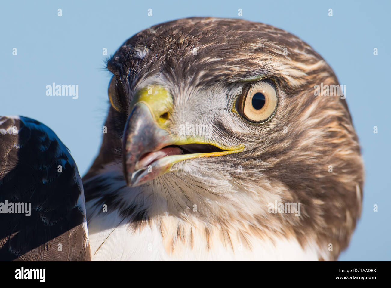 I believe a sharp-shinned juvenile hawk portrait - close up - at Hawk ...