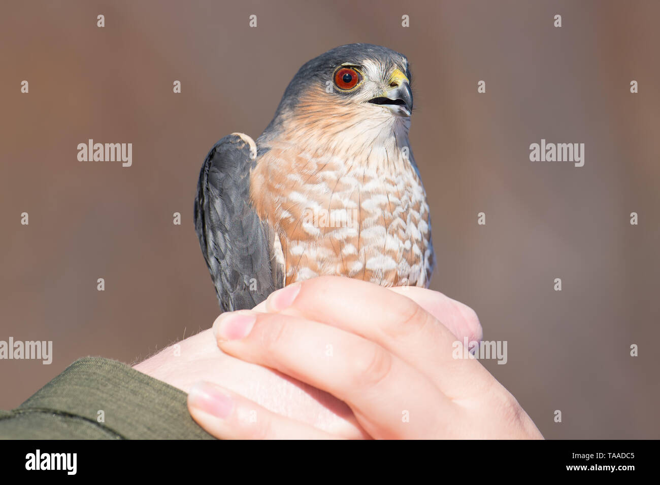 Hawk ridge observatory hi-res stock photography and images - Alamy