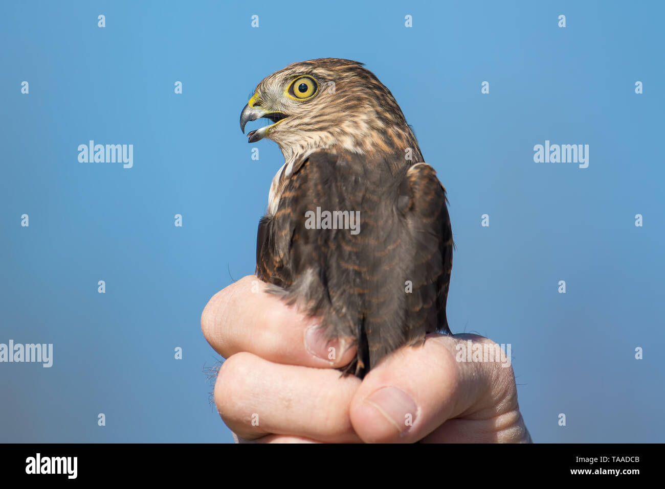 Juvenile sharp shinned hawk hi-res stock photography and images - Alamy