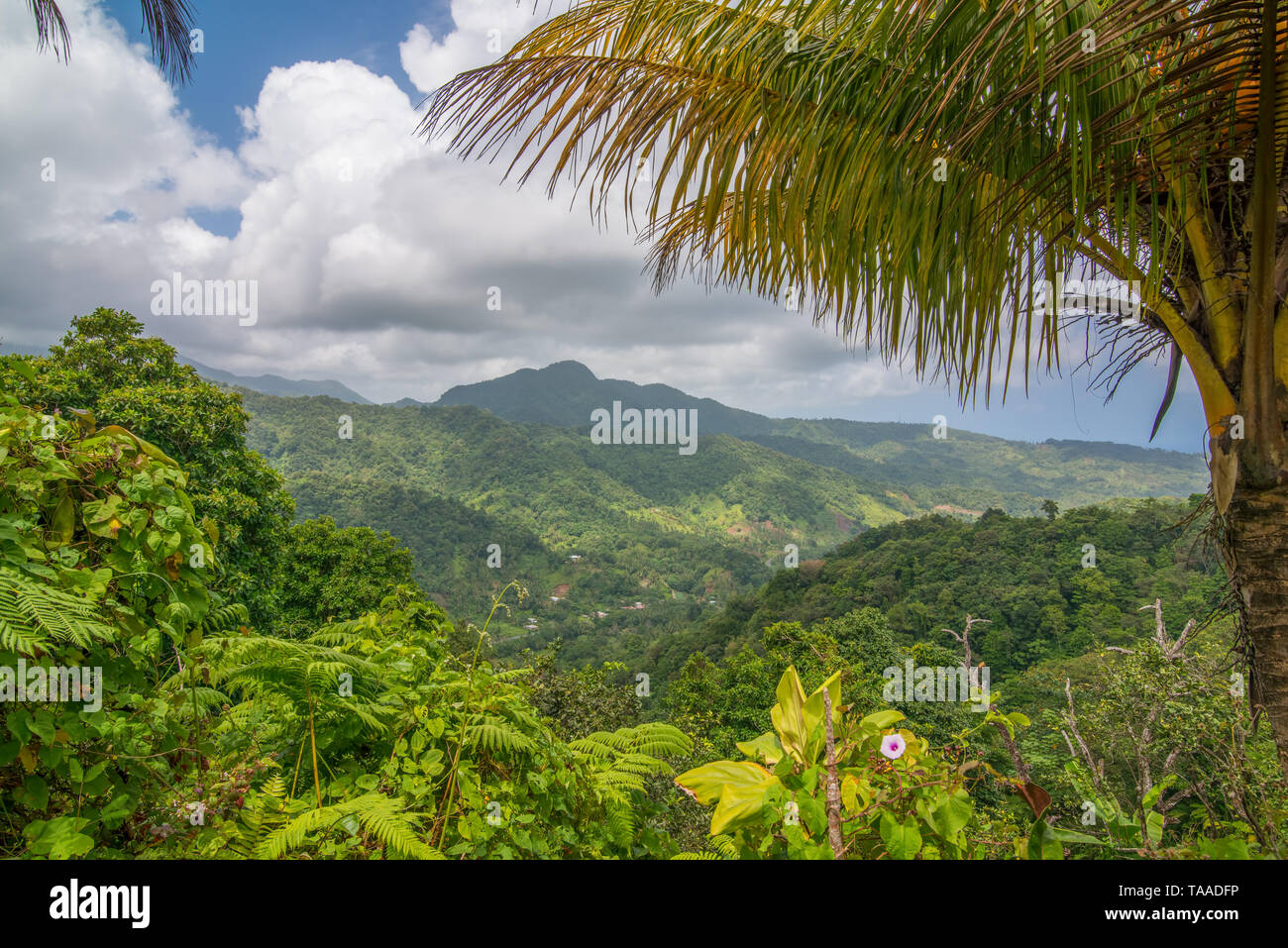 Beautiful Dominica mountain forest landscape taken before Hurricane ...