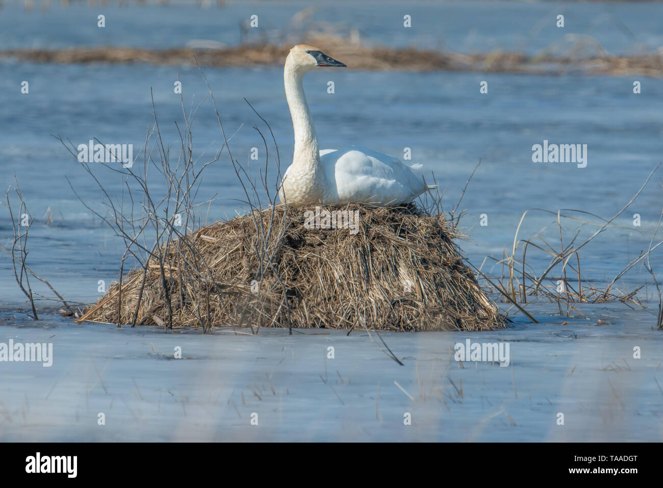 Trumpeter swan nest hi-res stock photography and images - Alamy