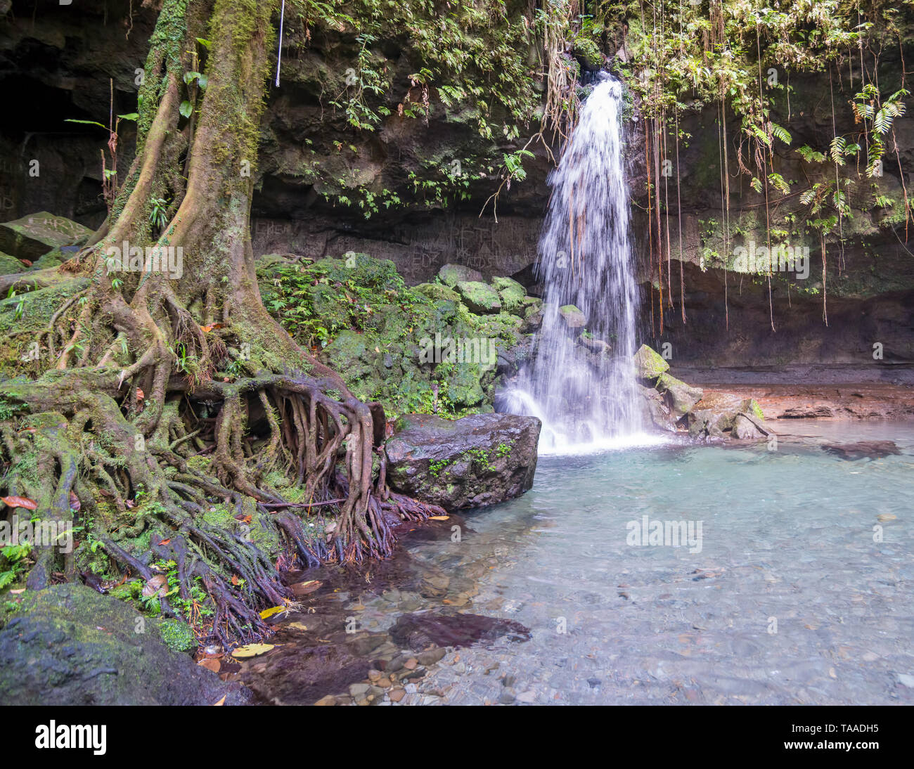 Emerald pool waterfall in Dominica - UNESCO World Heritage Site Stock ...