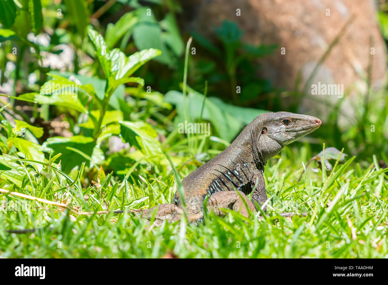 Lizard on Nature Island - Dominica Stock Photo - Alamy