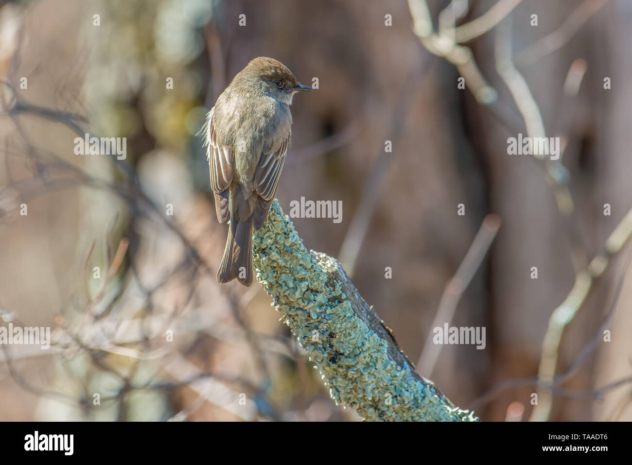 Eastern phoebe portrait in the Crex Meadows Wildlife Area in Northern ...